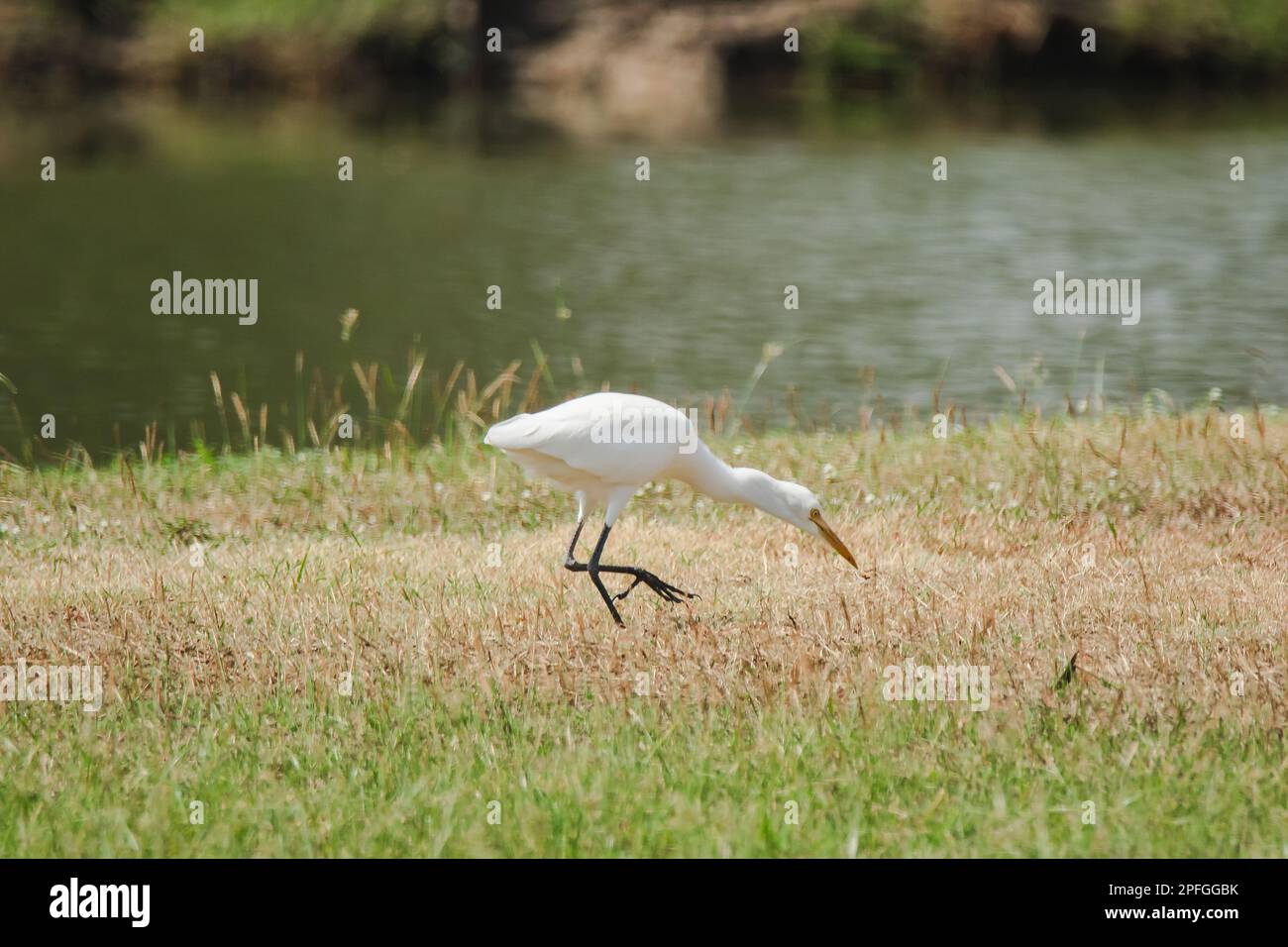 Egret walking on the lawn, egret A bird In the ranking herons have ...