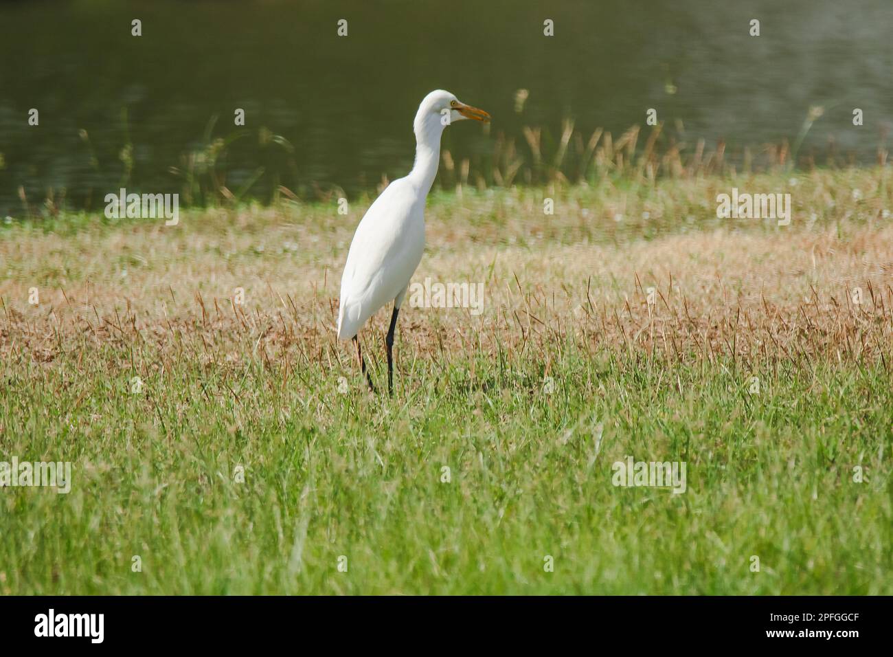 Egret walking on the lawn, egret A bird In the ranking herons have ...