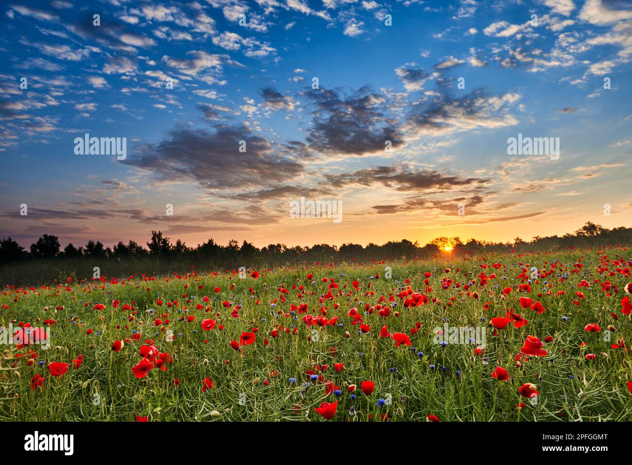 Poppy leaves hi-res stock photography and images - Alamy