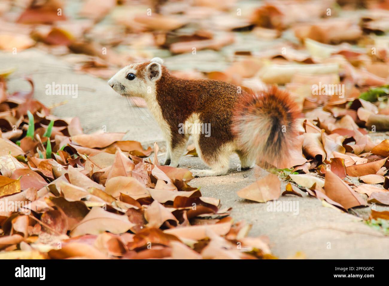 Squirrels are walking on the ground, squirrels are mammals. Has a small ...