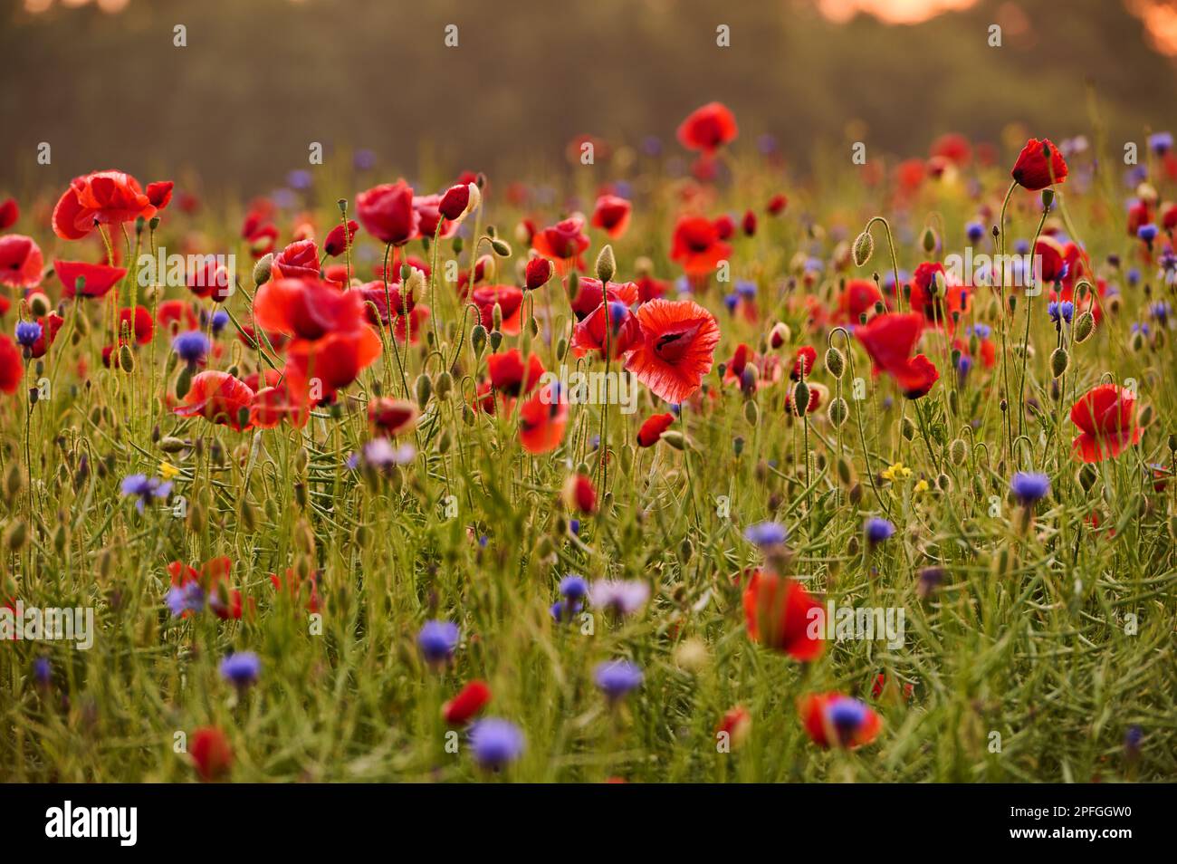 Poppy leaves hi-res stock photography and images - Alamy