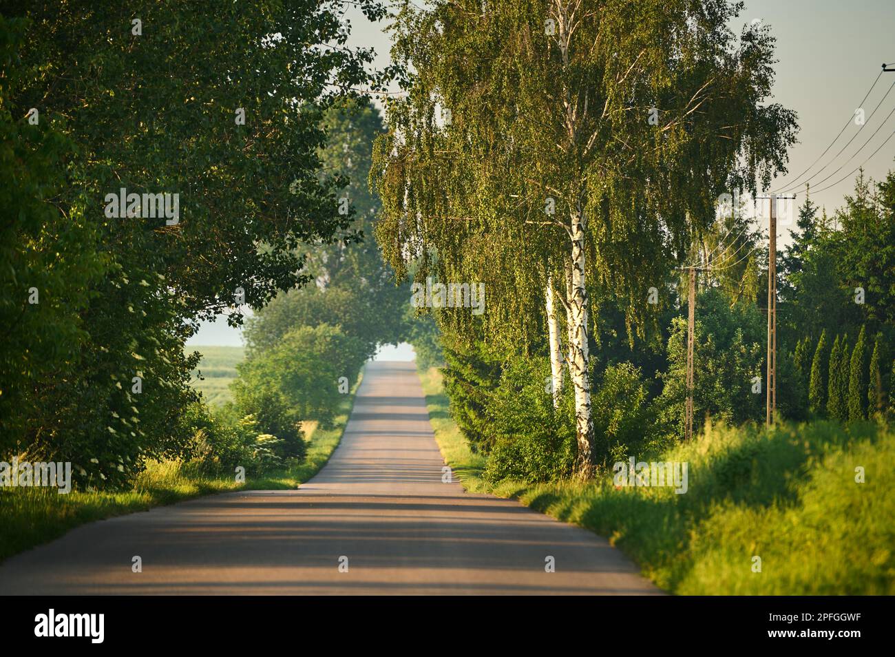 An asphalt paved road off the beaten track of a town between trees and ...