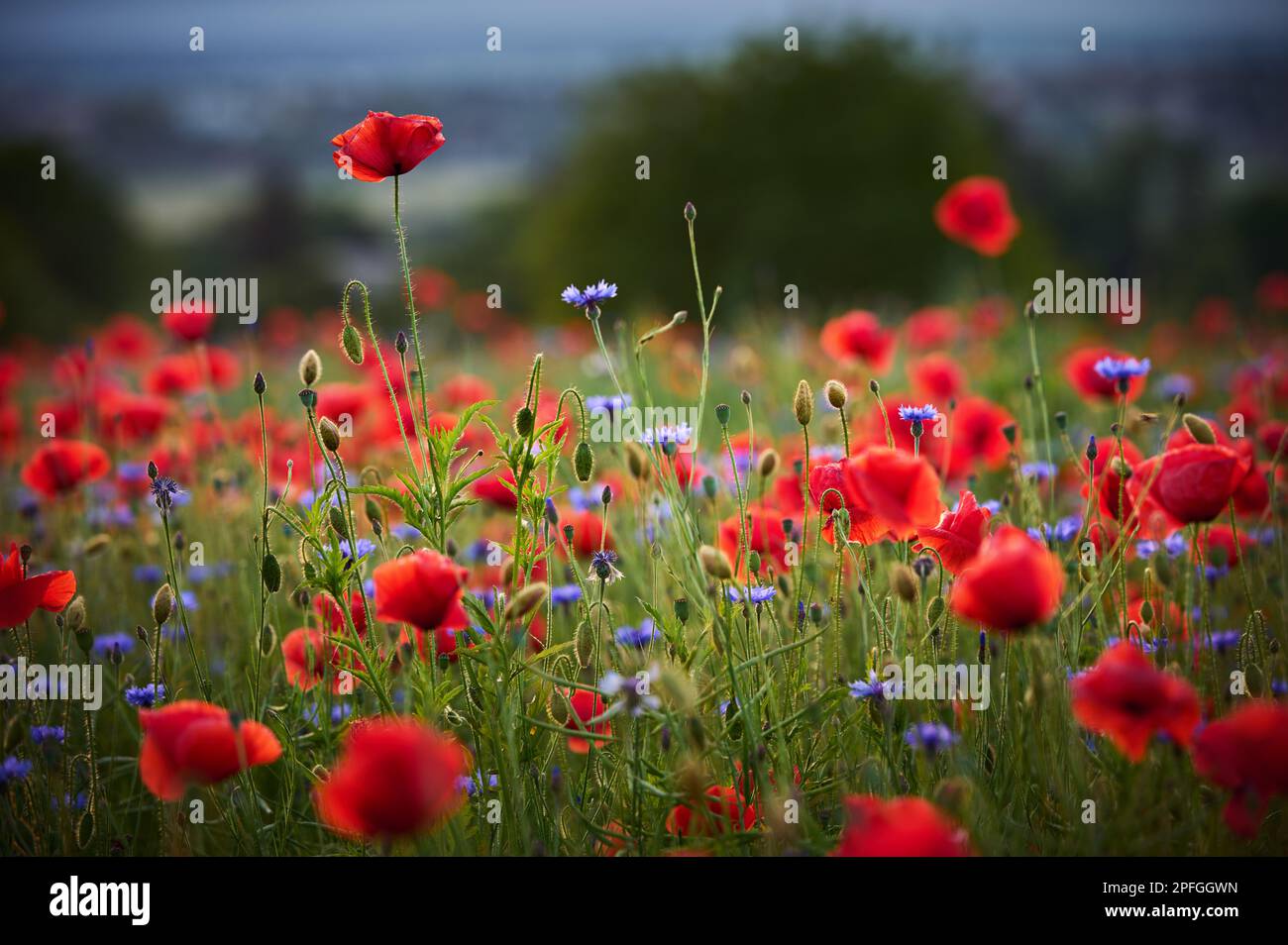 Poppy leaves hi-res stock photography and images - Alamy