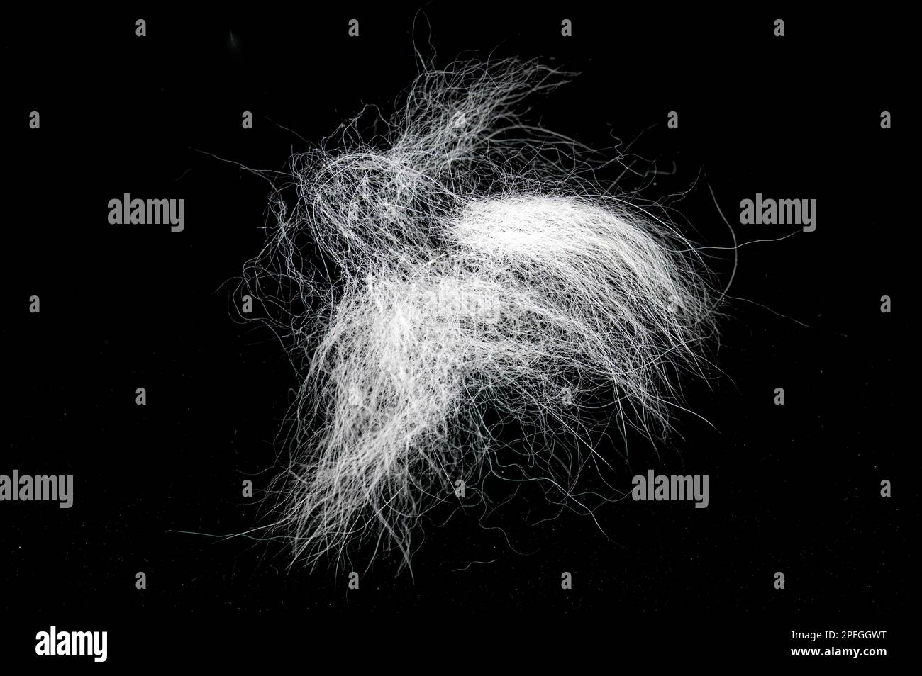 Tuft of white fur, heap gray-haired animal hair isolated on black, top ...
