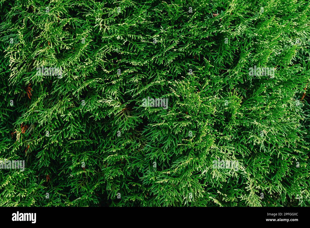 Beautiful background of the texture of thuja leaves. Thuja close-up ...