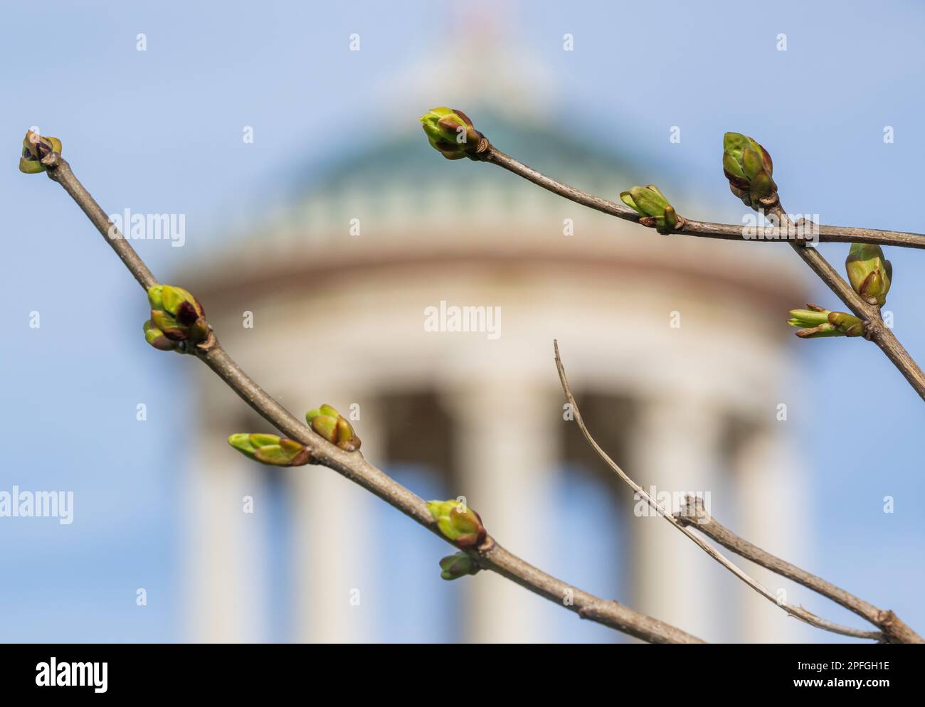 17 March 2023, Bavaria, Munich: The first buds sprout in spring-like ...
