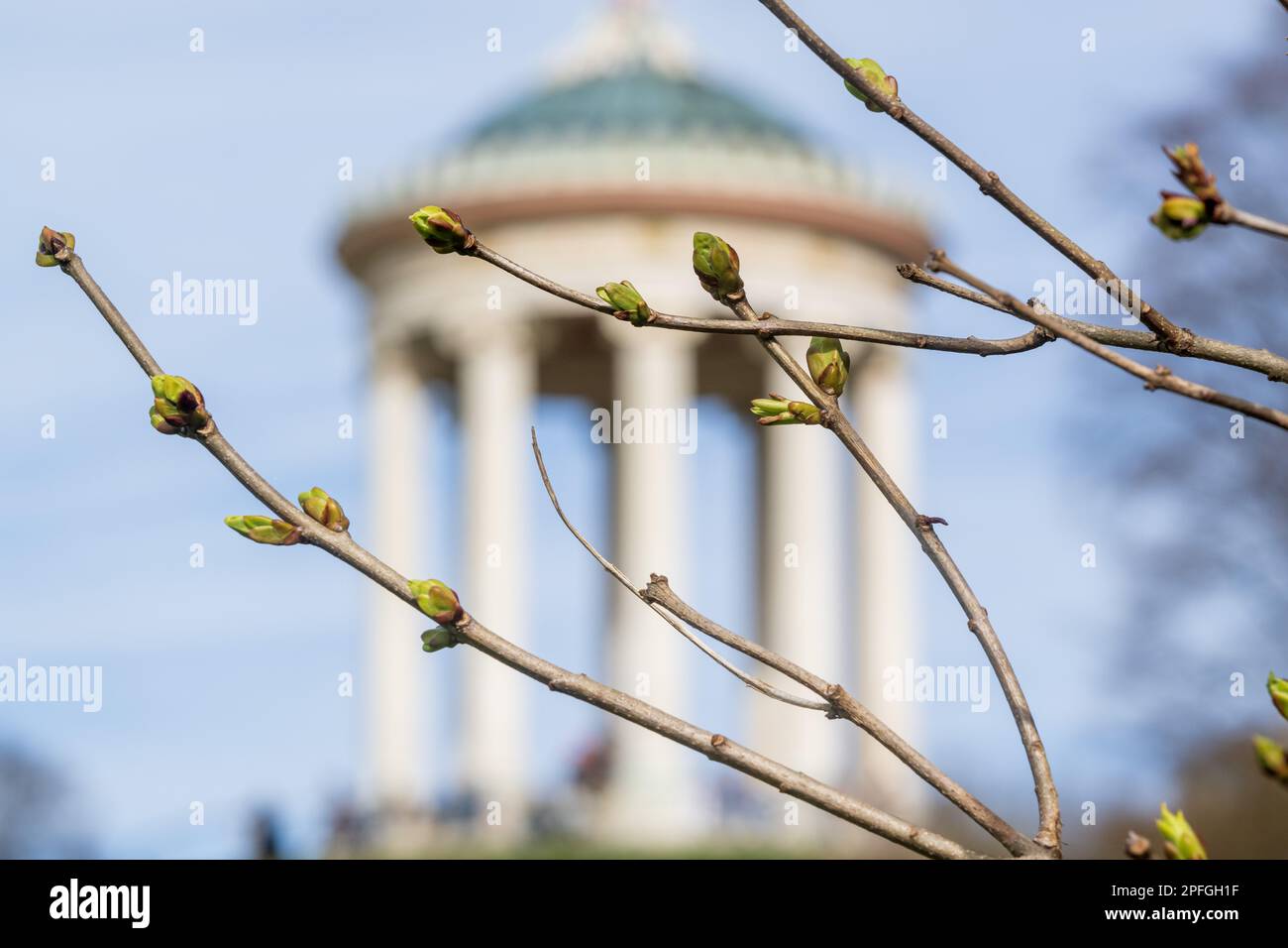 17 March 2023, Bavaria, Munich: The first buds sprout in spring-like ...