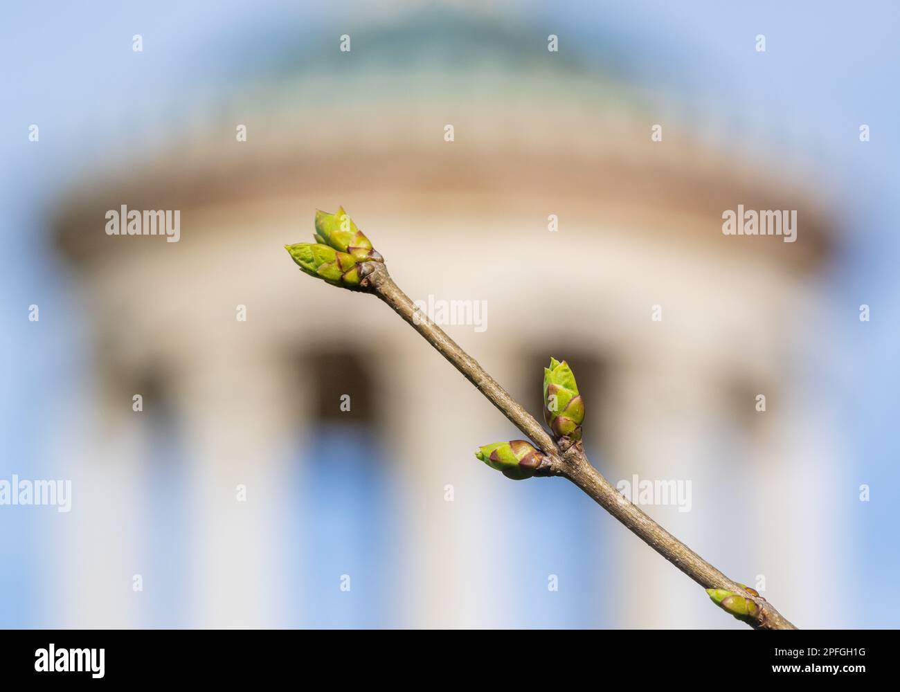 17 March 2023, Bavaria, Munich: The first buds sprout in spring-like ...