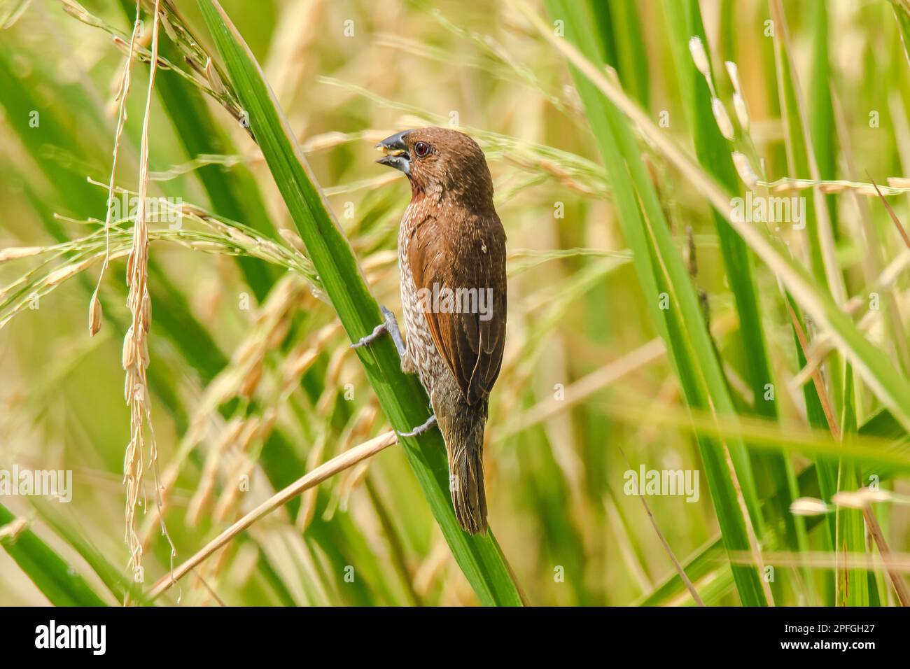 Scaly-breasted Munia is on the rice plant. , Scaly-breasted Munia ...
