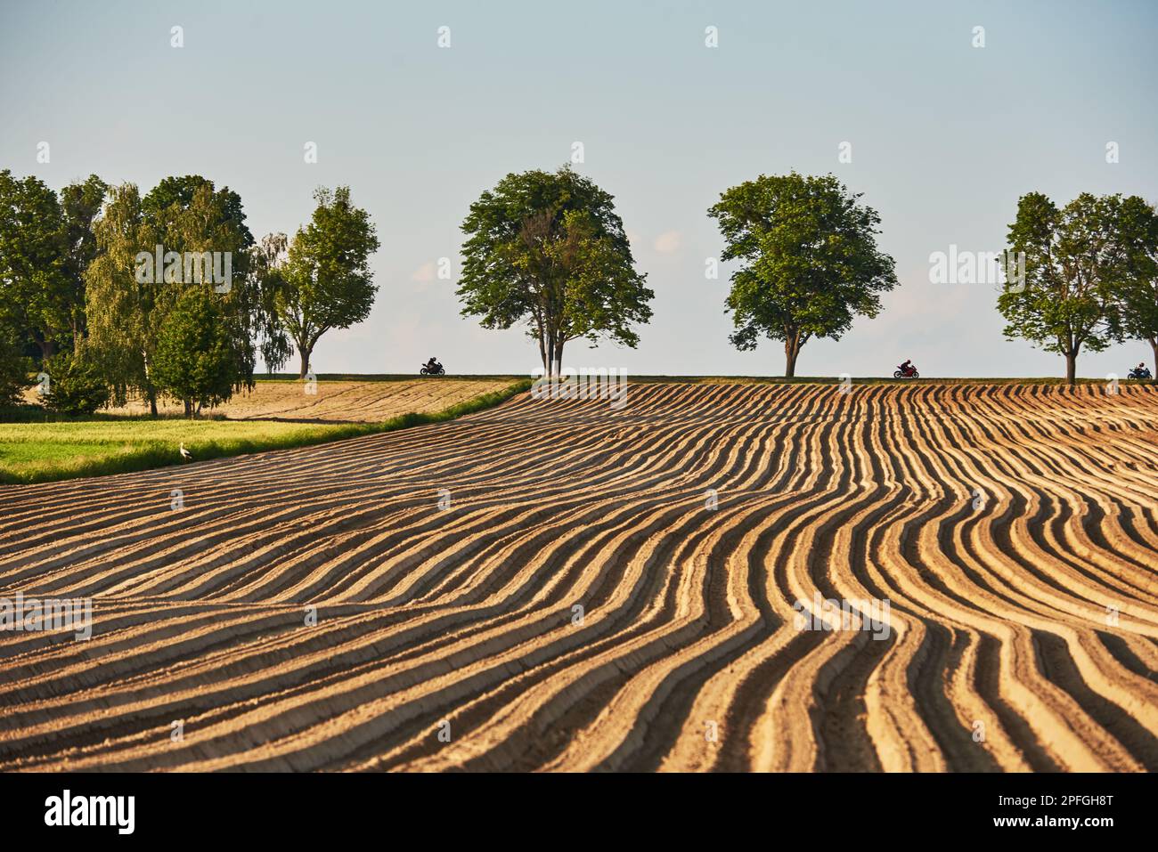 A sloping field with even rows against a road with trees Stock Photo ...