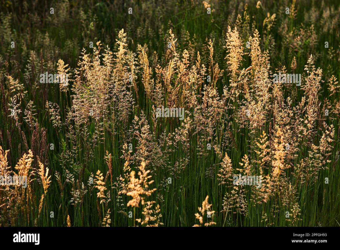 Plant grasses blade grass hi-res stock photography and images - Alamy