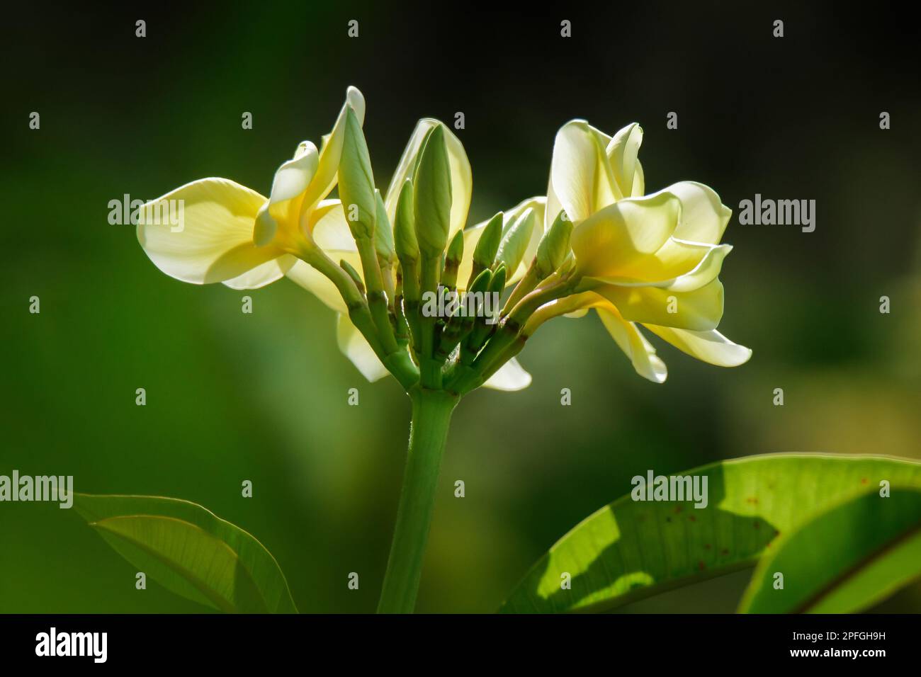 National flower of bali hi-res stock photography and images - Alamy