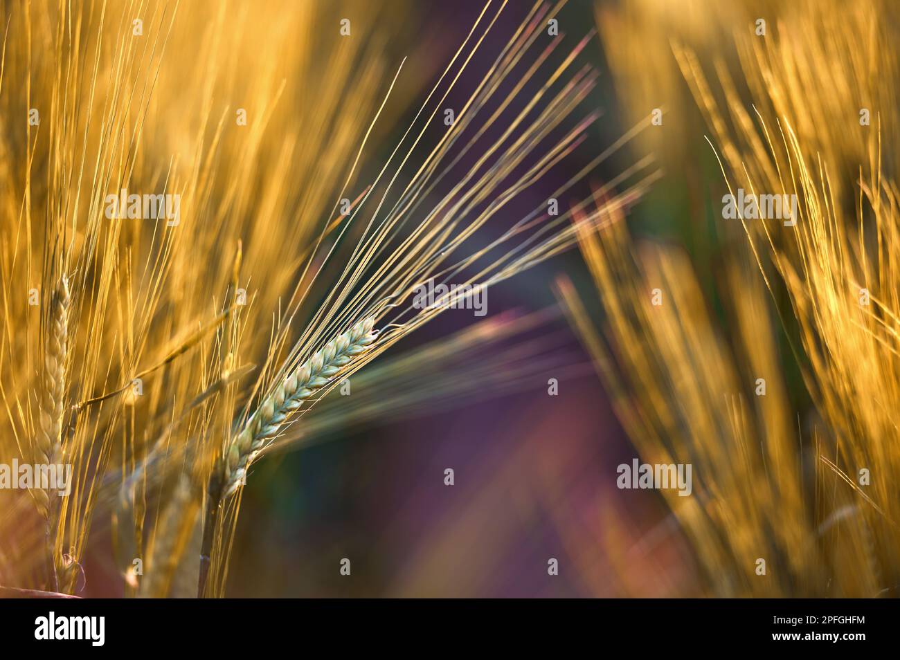 ripe ears of barley in the field Stock Photo - Alamy