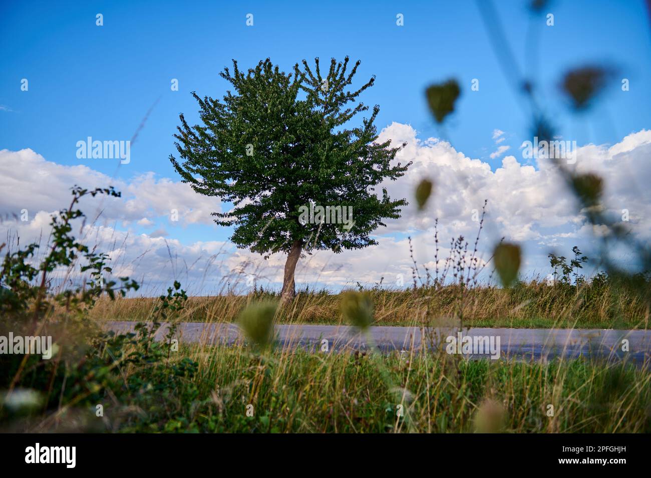Roadside tree by the asphalt road against the blue sky with clouds ...