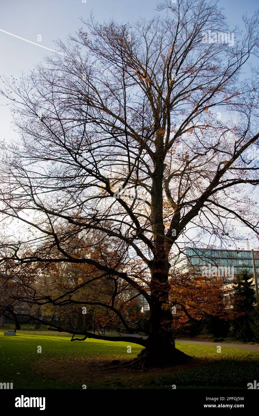 Jean Tinguely, museum, tree, Basel, Switzerland Stock Photo - Alamy