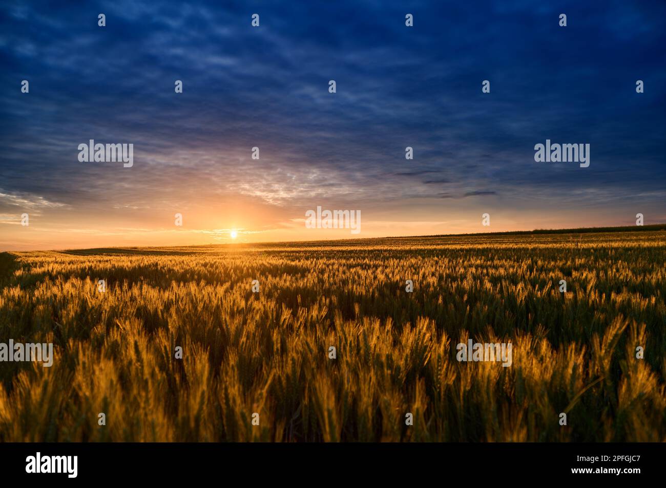 The setting sun between the barley field and the color of the blue sky ...