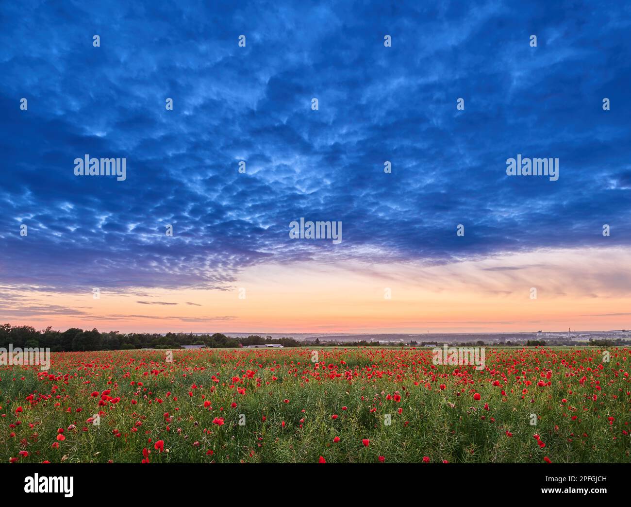 Field red poppies against sunset hi-res stock photography and images ...