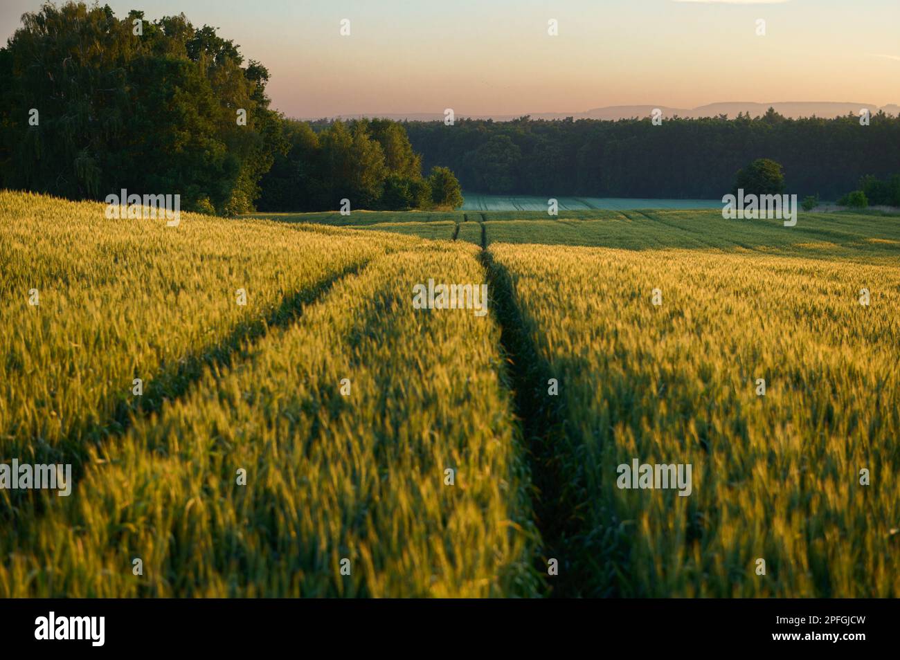 Tractor tracks on a green grain field near the forest Stock Photo - Alamy