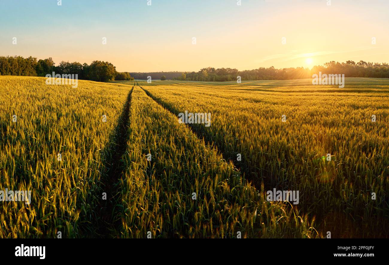 Grain field with forest hi-res stock photography and images - Alamy