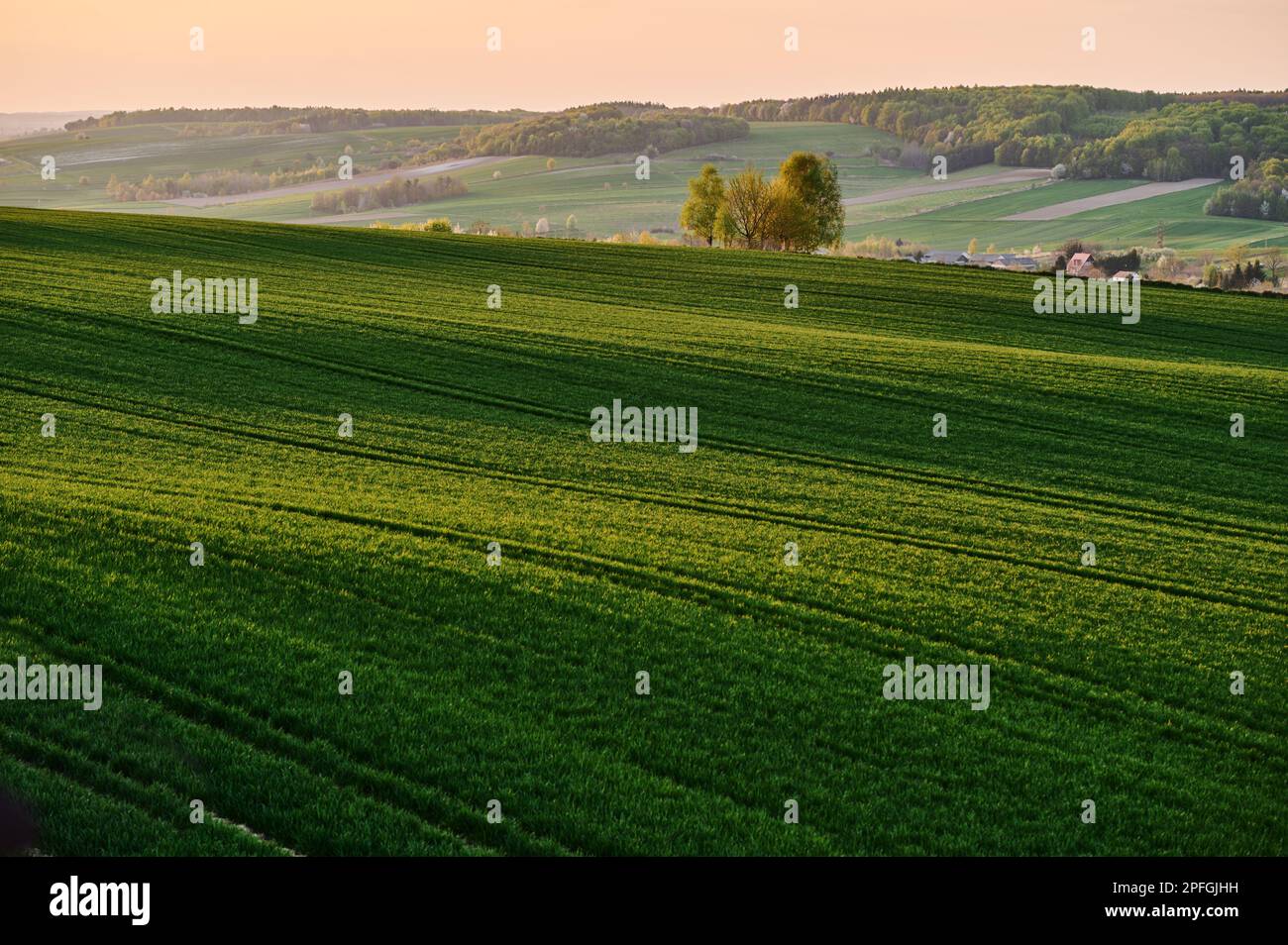 Green grain fields on high ground above the valley in spring Stock ...
