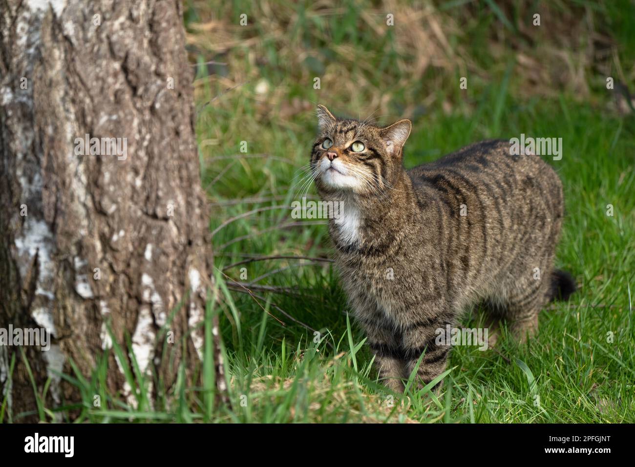 Scottish wildcat-Felis silvestris silvestris Stock Photo - Alamy