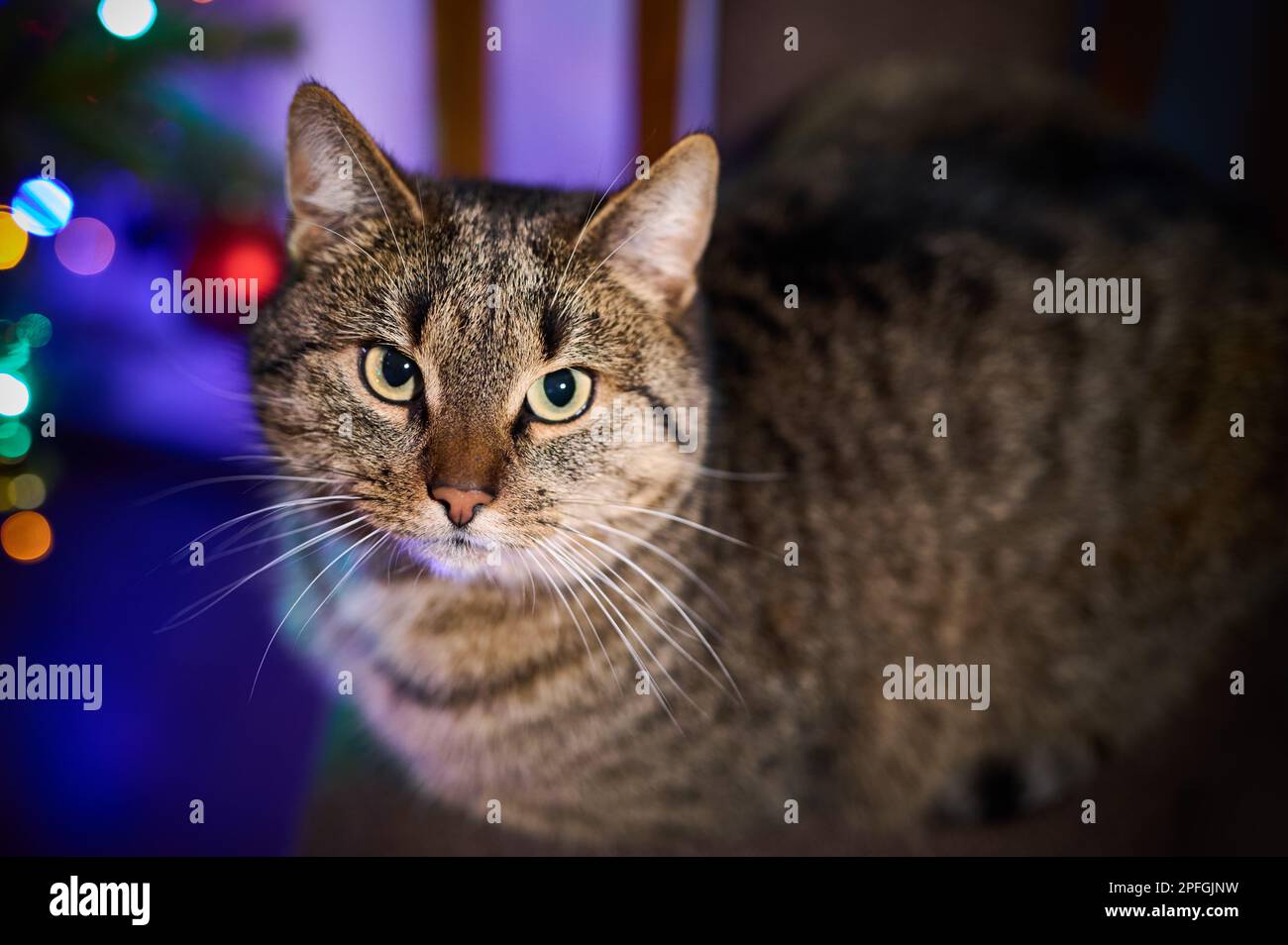 A tawny tomcat on a chair next to lighting up the Christmas tree Stock ...