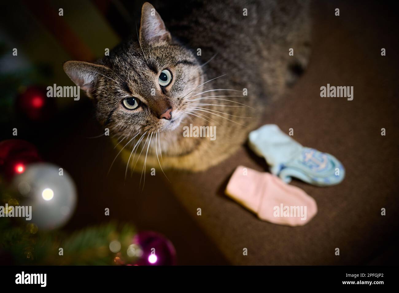 A tawny tomcat on a chair next to lighting up the Christmas tree Stock ...
