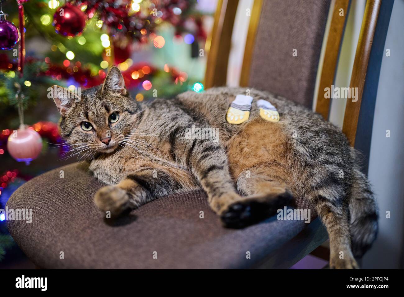 A tawny tomcat on a chair next to lighting up the Christmas tree Stock ...