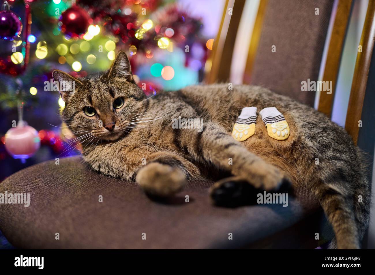 A tawny tomcat on a chair next to lighting up the Christmas tree Stock ...