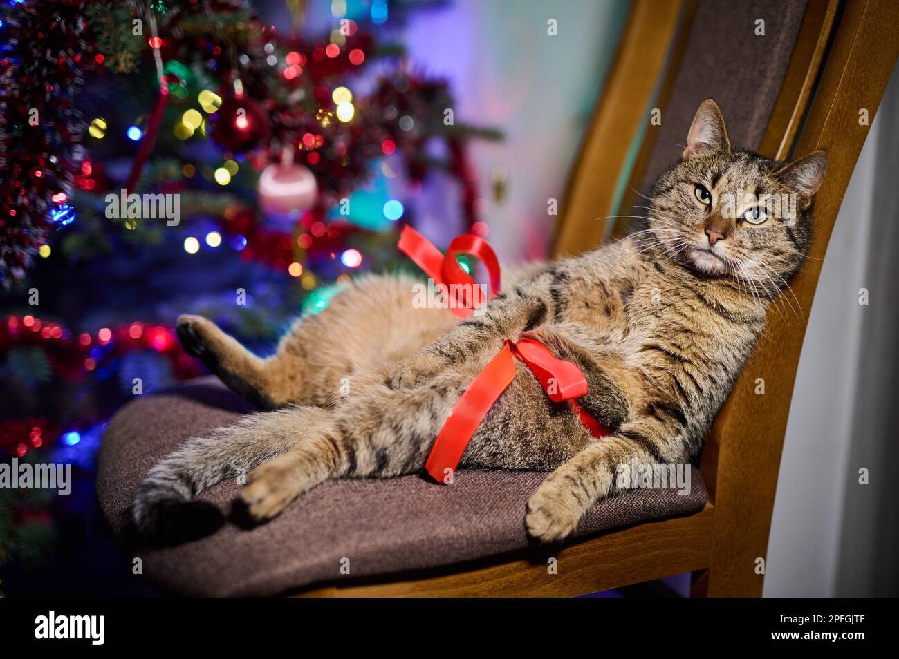 A tawny tomcat on a chair next to lighting up the Christmas tree Stock ...