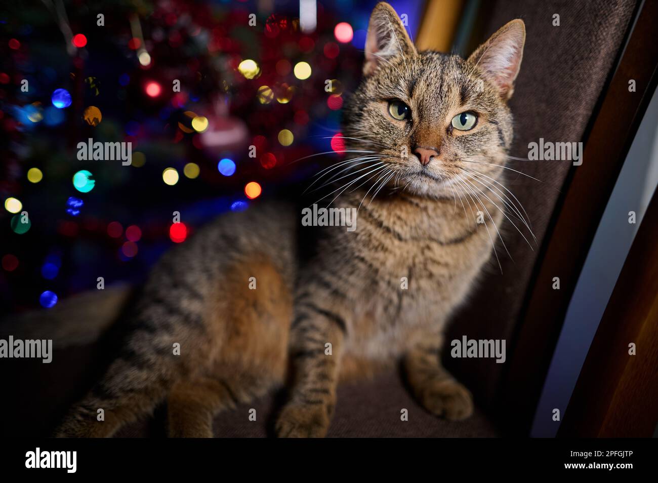 A tawny tomcat on a chair next to lighting up the Christmas tree Stock ...