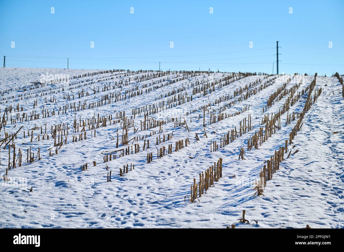 Dry corn stubble in the field in winter time Stock Photo - Alamy