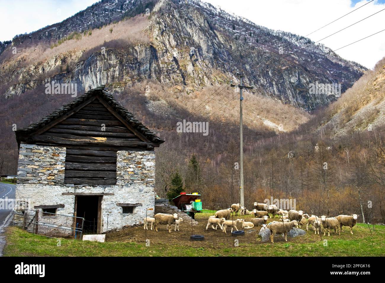 sheep, Vallemaggia, Canton Ticino, Switzerland Stock Photo - Alamy