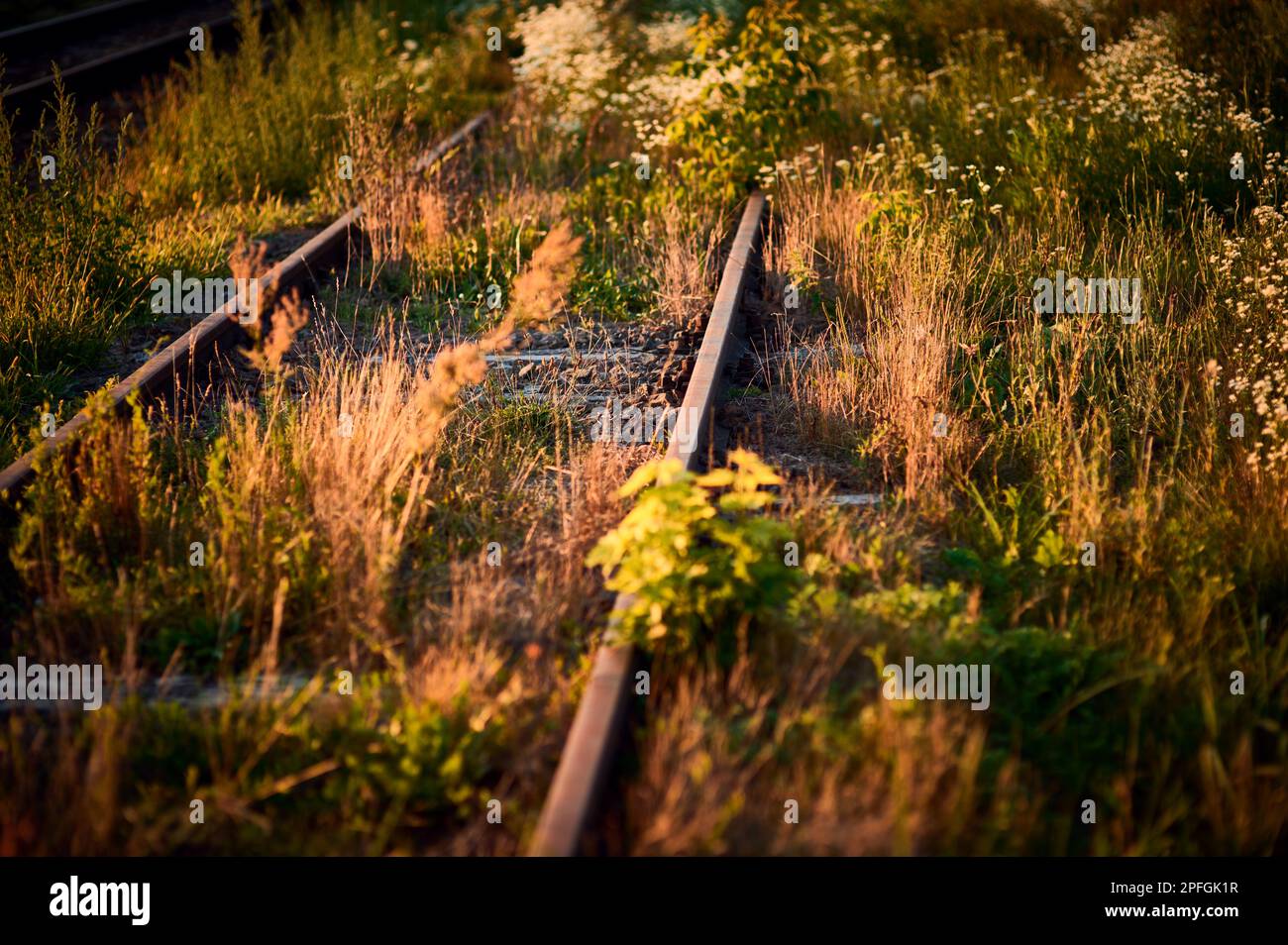 Old railway rails between the grass Stock Photo - Alamy