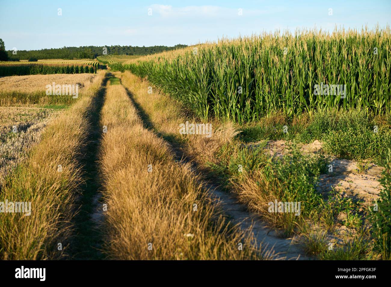 Grassy road hi-res stock photography and images - Alamy