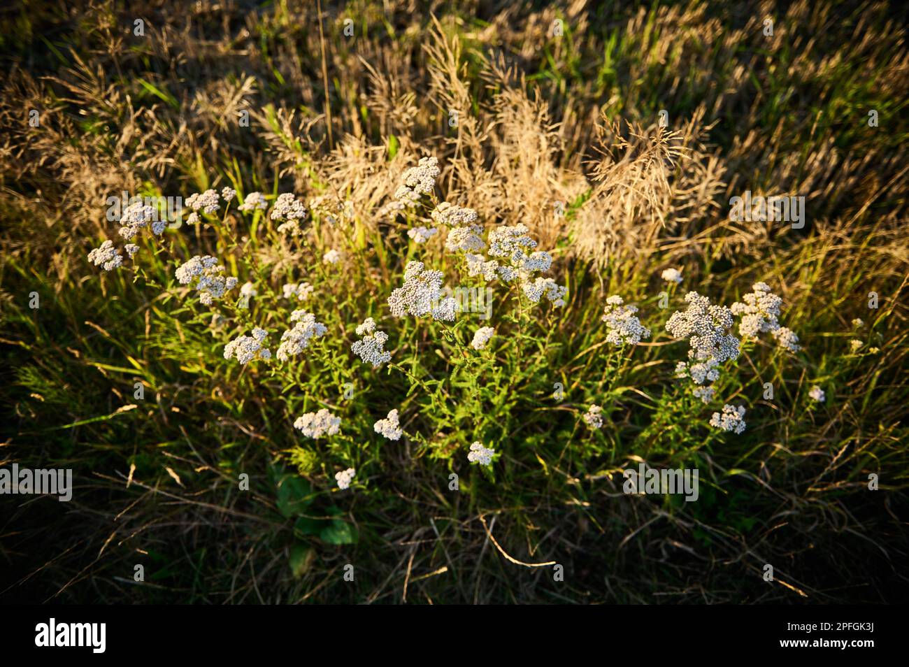 Achillea flowers in a clump of plants by the road Stock Photo - Alamy