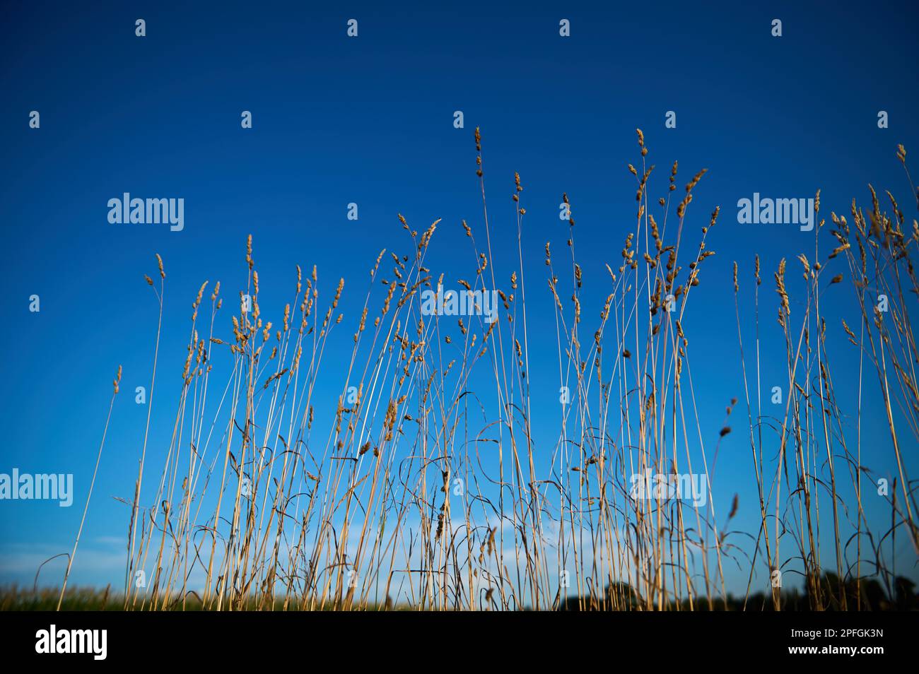 Dry blades of grass against the blue sky Stock Photo - Alamy