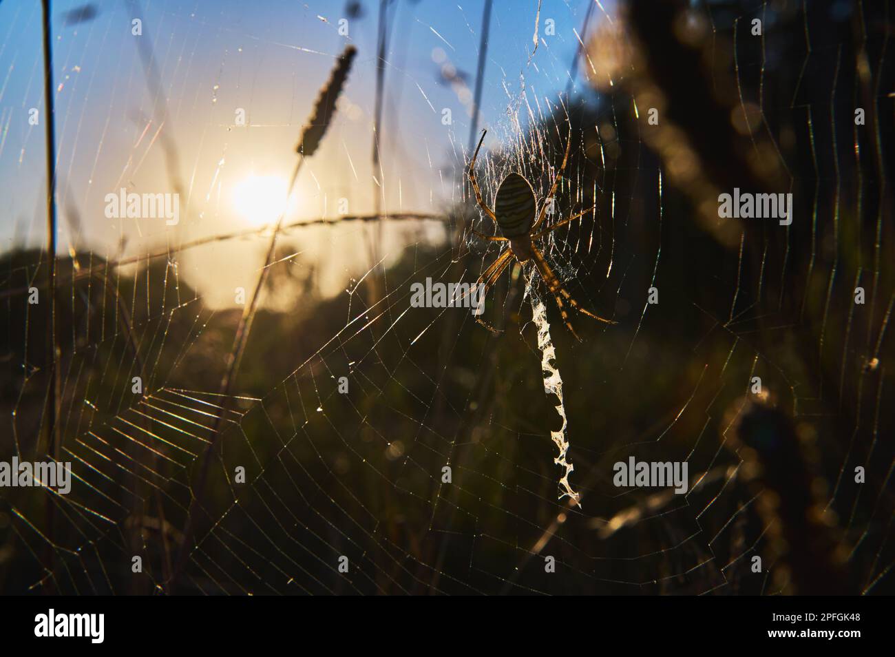 A spider on a spider web between the grass in the warm light of the sun ...