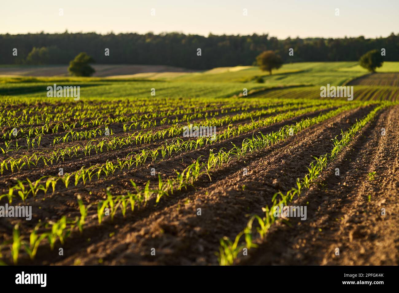 Fields of green wheat in rows in an undulating field under the forest ...