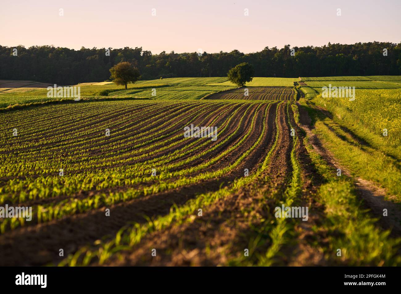 Fields of green wheat in rows in an undulating field under the forest ...