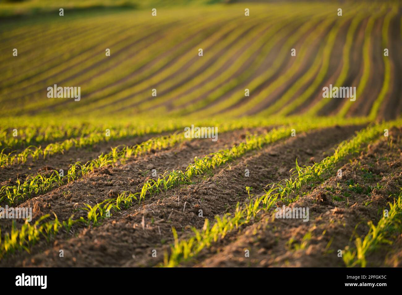 Undulating elevation hi-res stock photography and images - Alamy