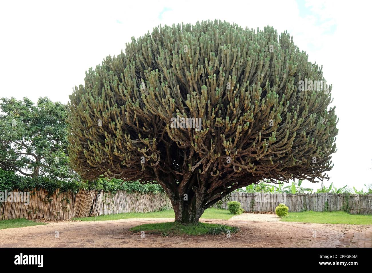 Rwanda, Butare, tree Stock Photo - Alamy