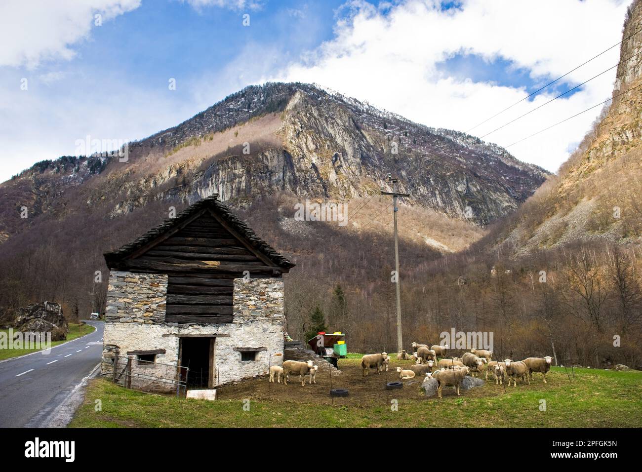 sheep, Vallemaggia, Canton Ticino, Switzerland Stock Photo - Alamy