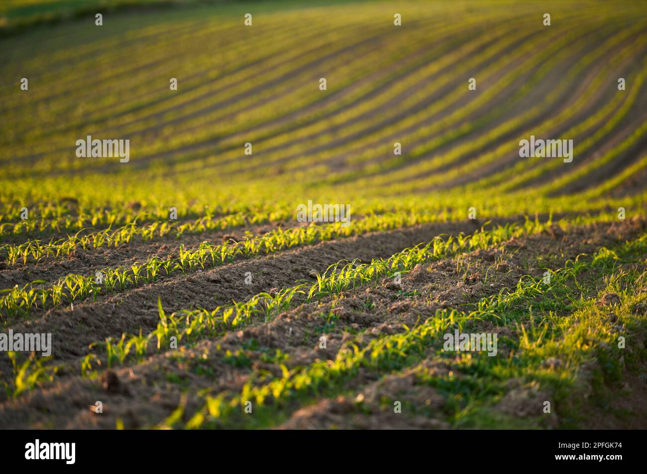 Undulating elevation hi-res stock photography and images - Alamy