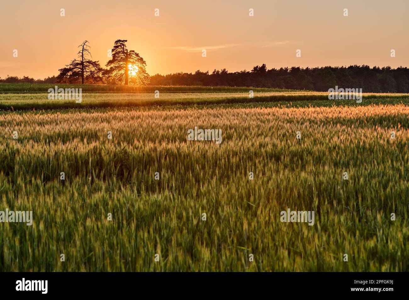 The setting sun between the barley field and the color of the blue sky ...