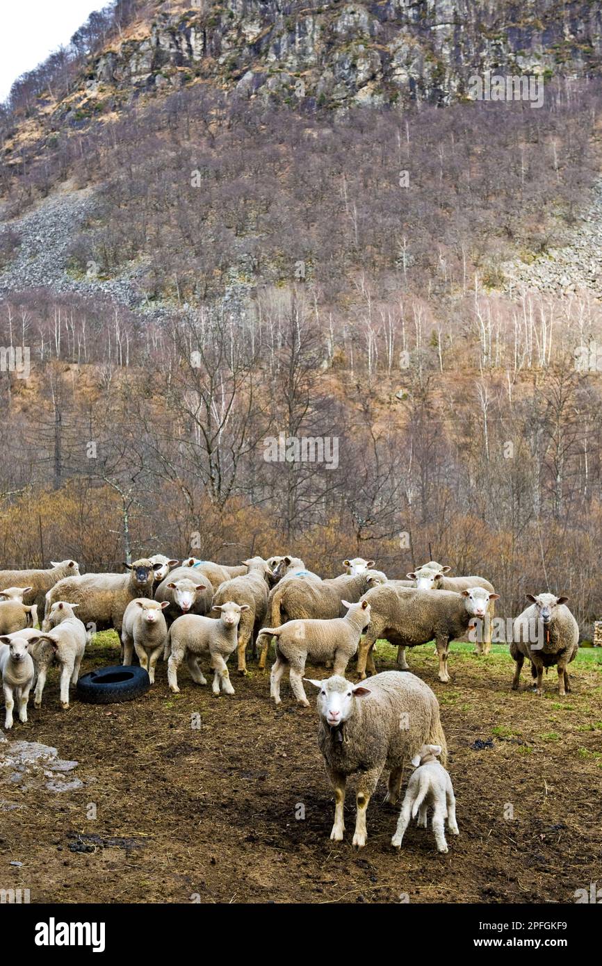 sheep, Vallemaggia, Canton Ticino, Switzerland Stock Photo - Alamy
