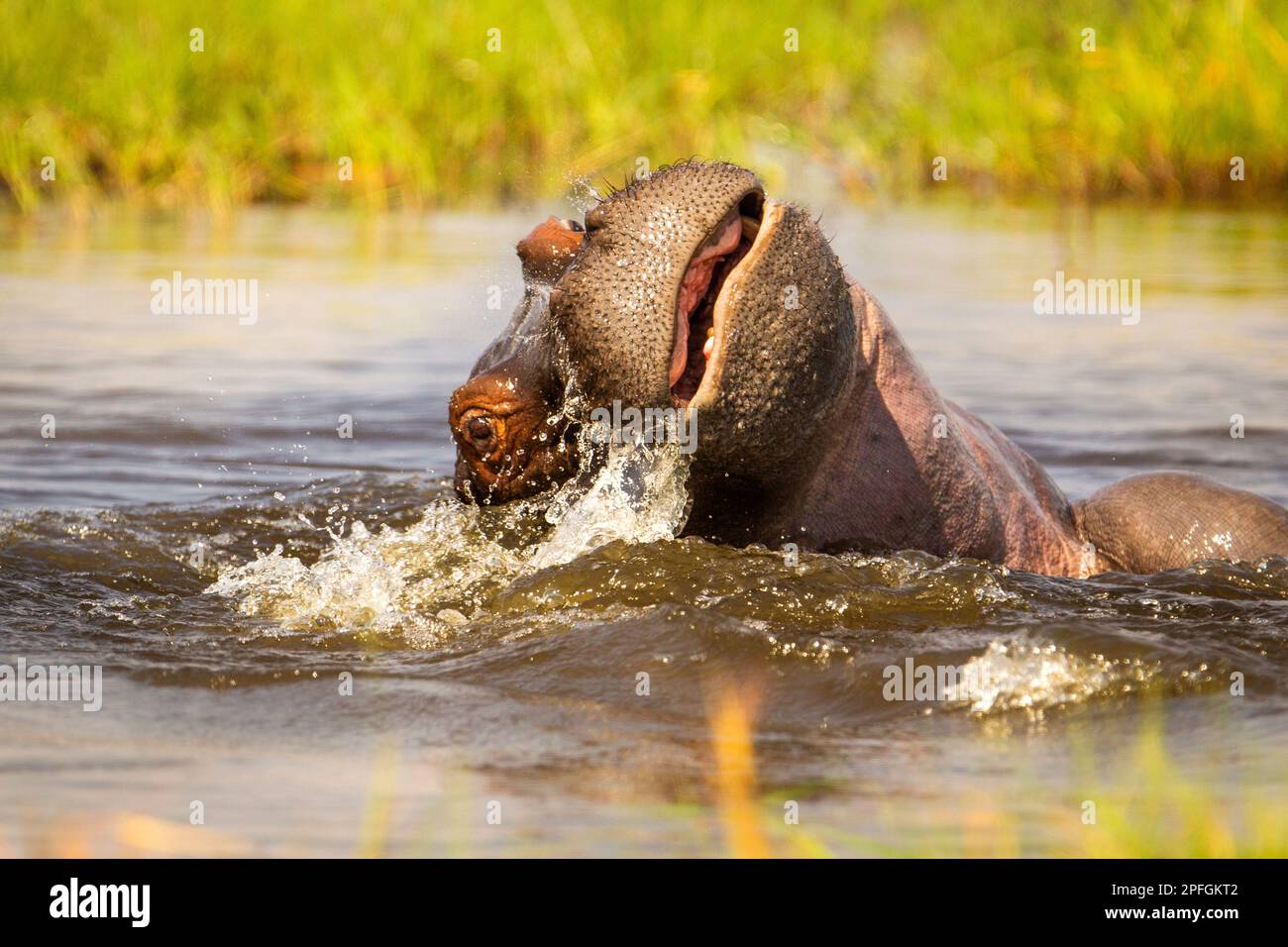 Hippo, Hippopotamus amphibius, curious looking into the camera ...