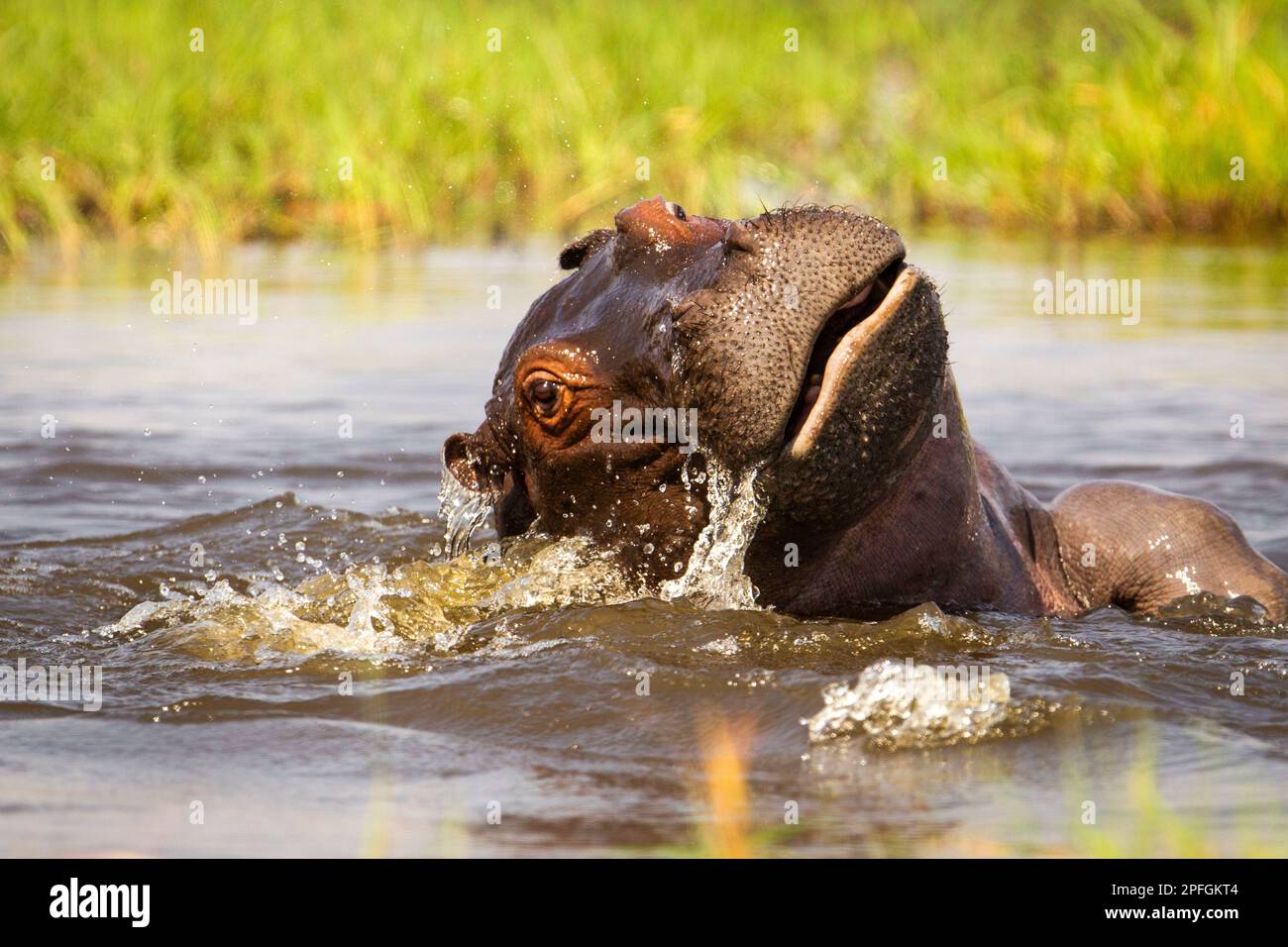Snorting hi-res stock photography and images - Alamy