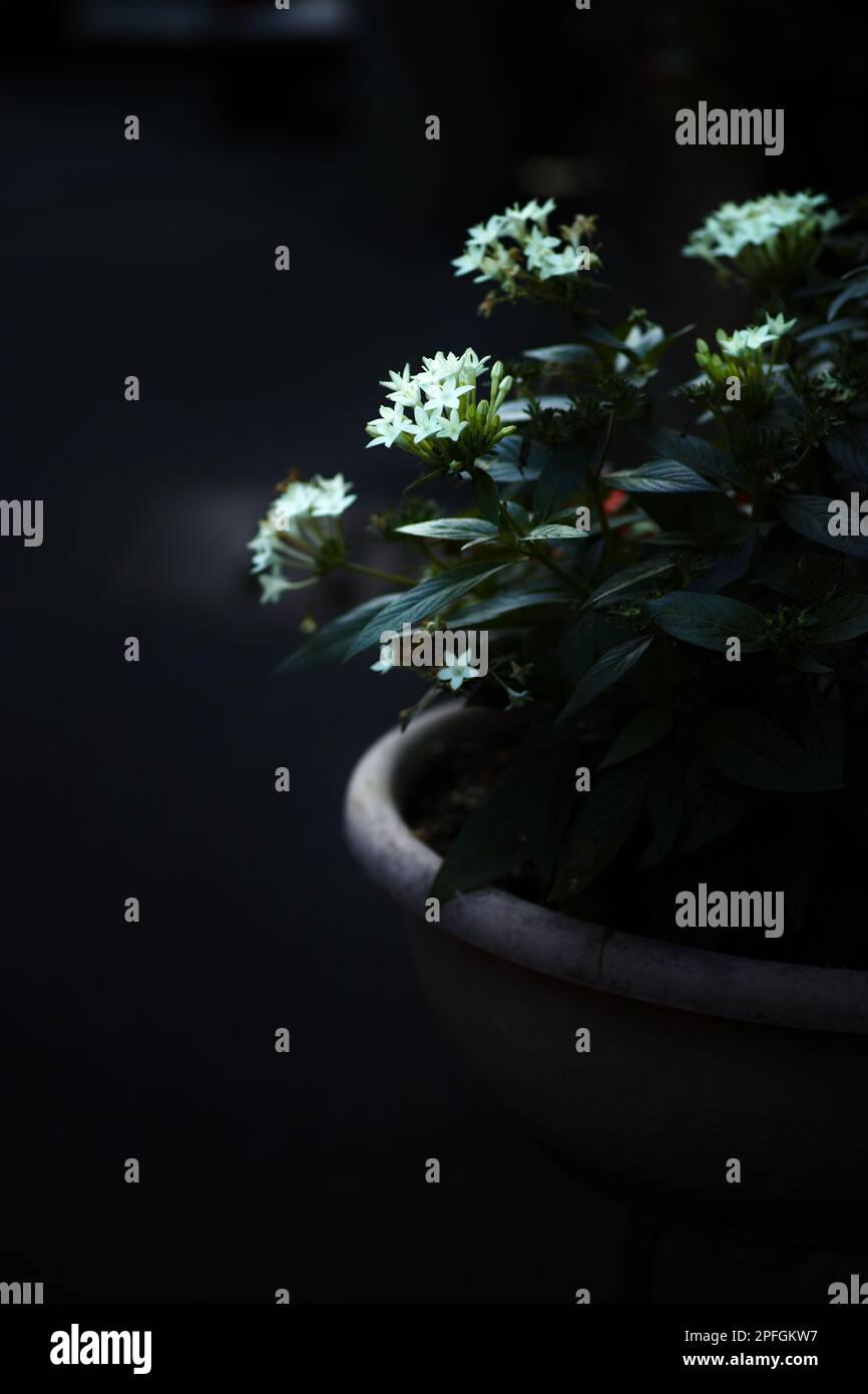 Potted wildflowers hi-res stock photography and images - Alamy