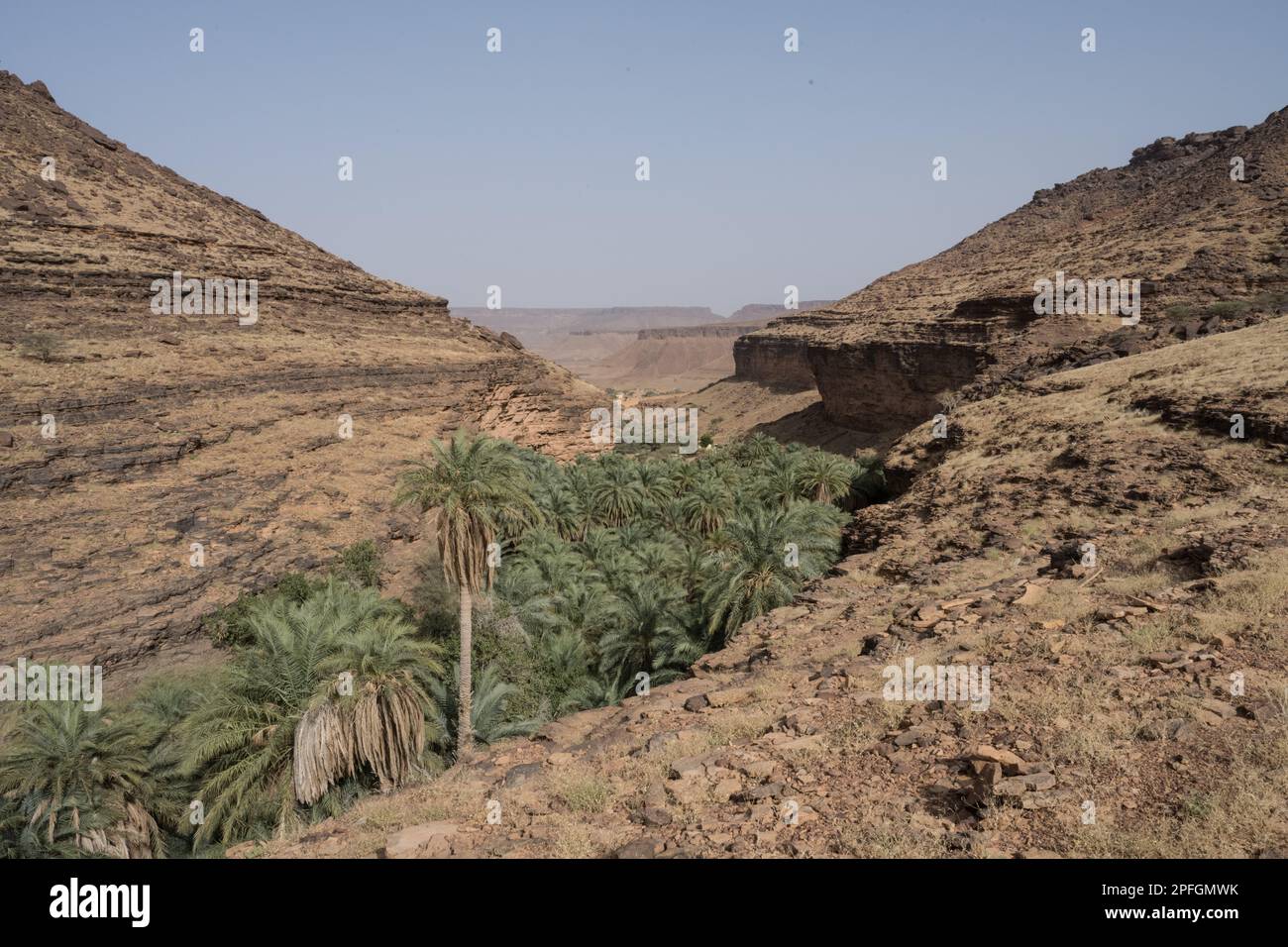 The lush Trejit oasis, with palm trees and greenery, thrives amid the ...